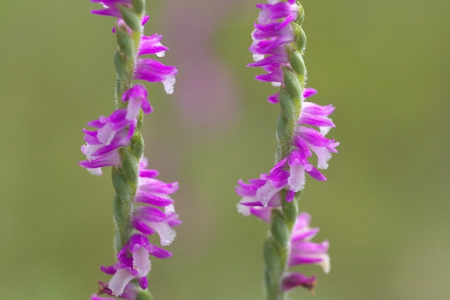 nejibana-3 | 園楽project~園芸・植物を楽しむ情報サイト～